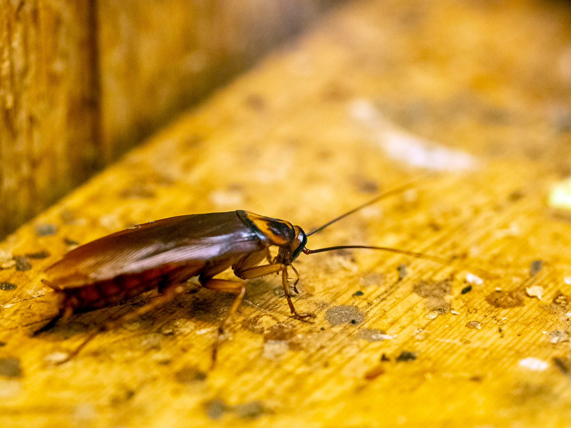 Cockroach Removal in Wigan | Pest Control | Aurum Pest Control